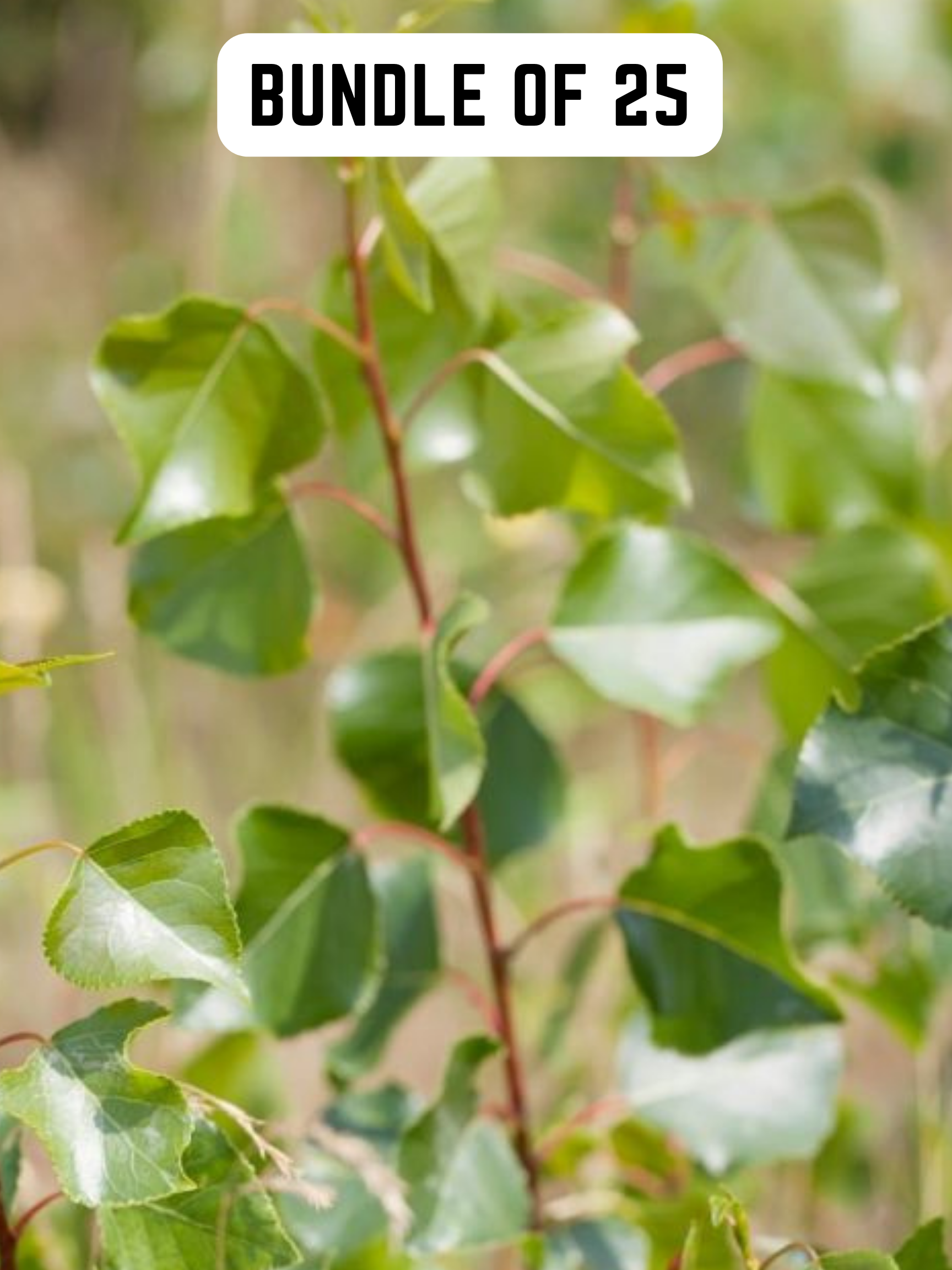 leafless poplar tree
