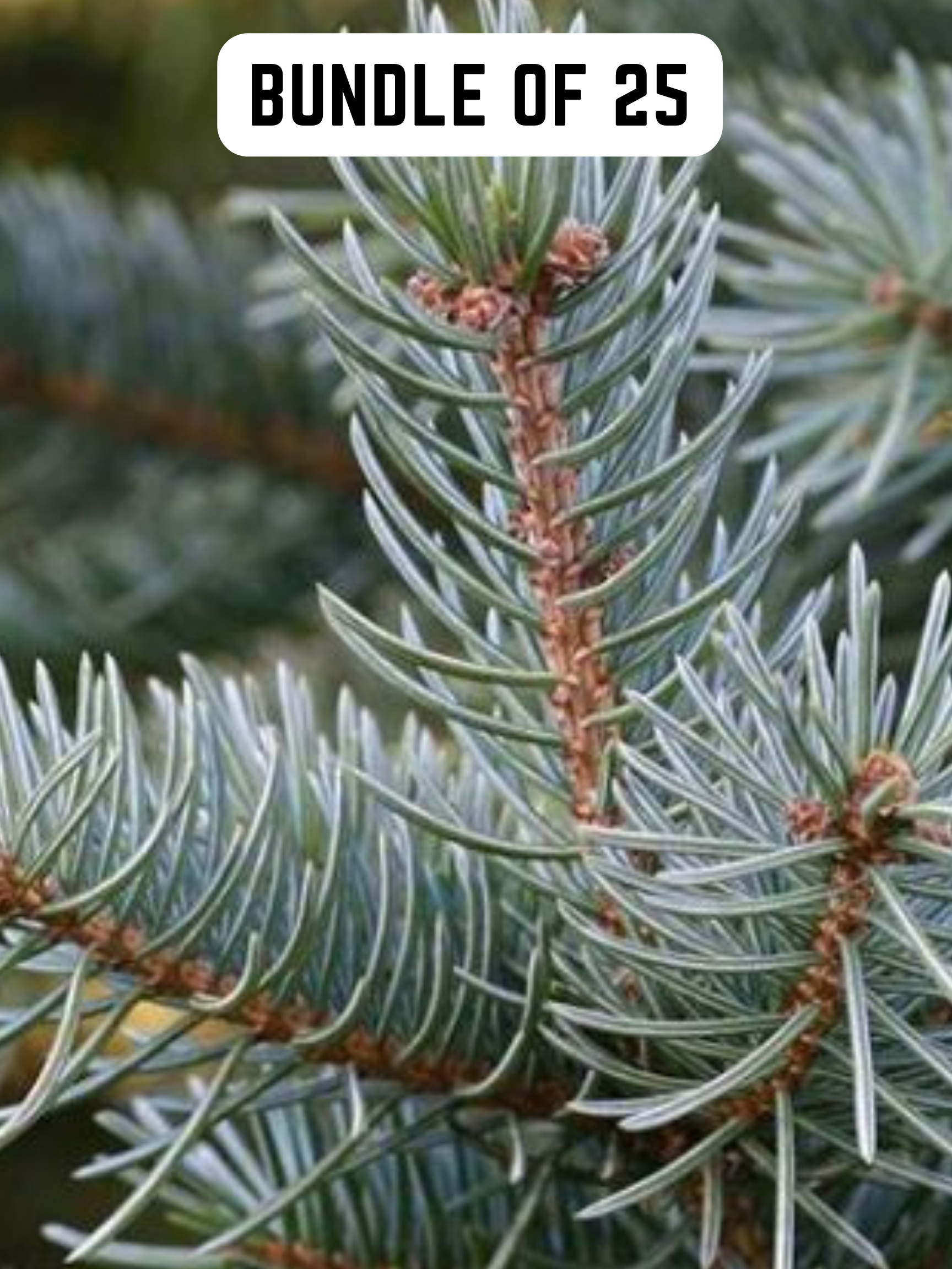 spruce bundles